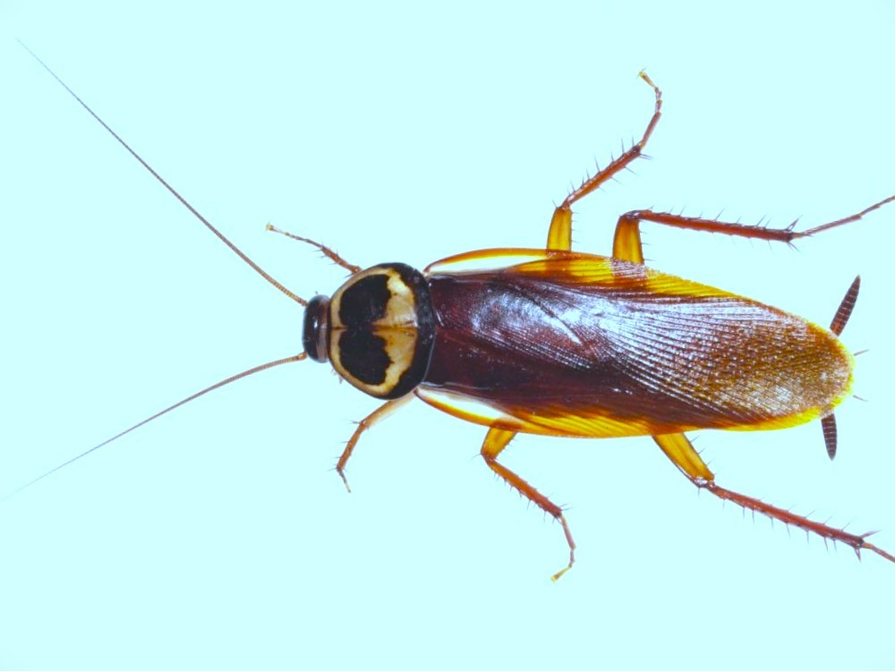 Cafards et la sécurité alimentaire : Risques et préventions